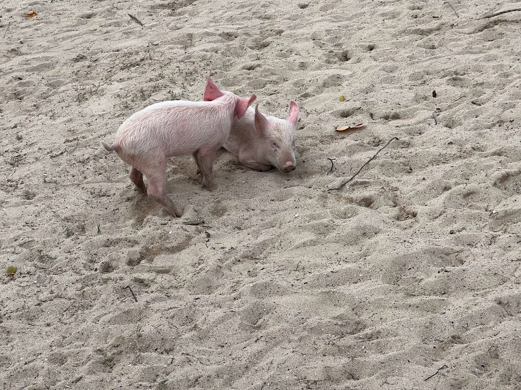 pigs-12-antigua-2023-day-5 – WeHeartDisney