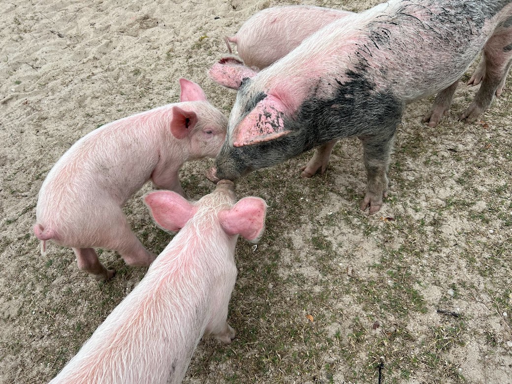 pigs-13-antigua-2023-day-5 – WeHeartDisney