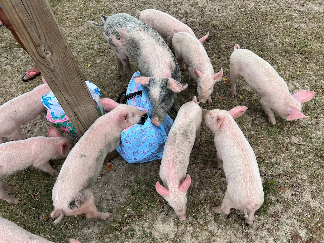 pigs-14-antigua-2023-day-5 – WeHeartDisney