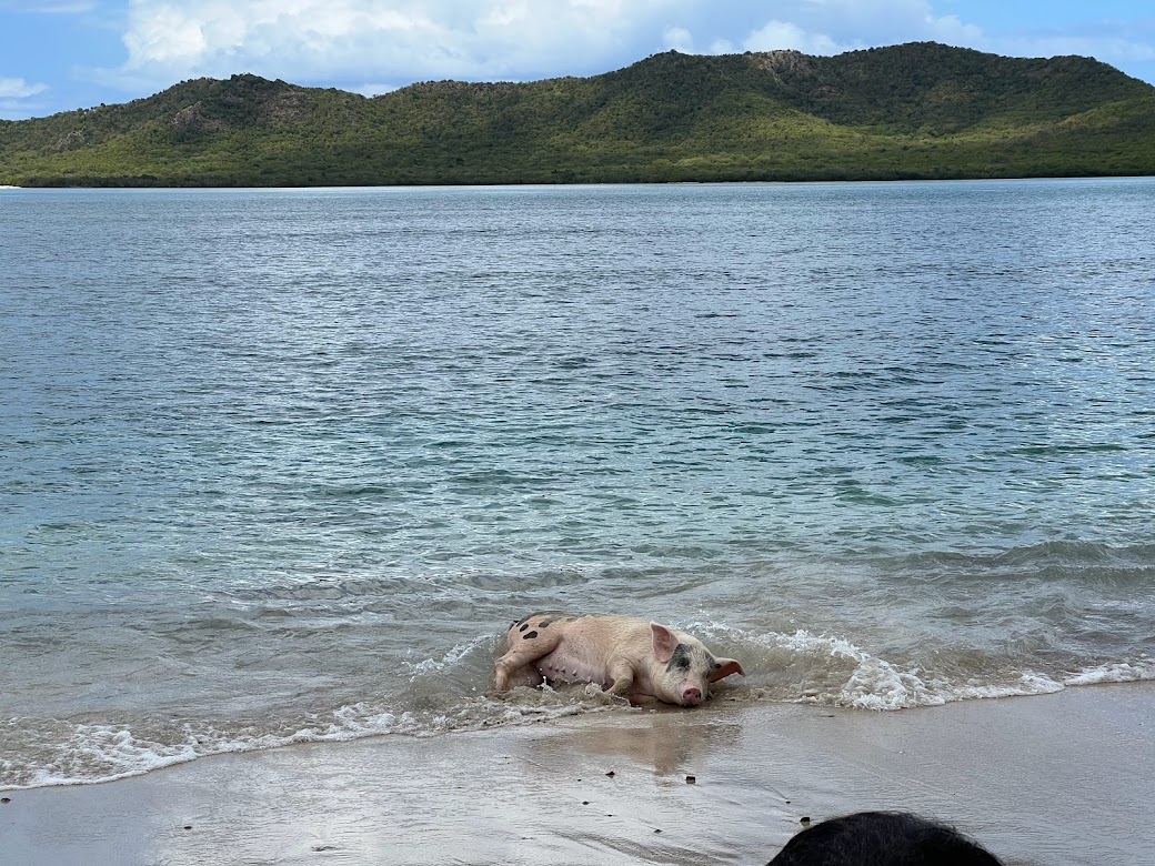 pigs-17-antigua-2023-day-5 – WeHeartDisney