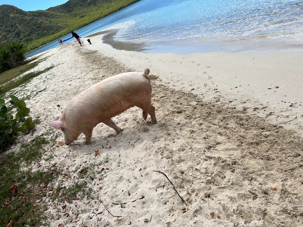 pigs-18-antigua-2023-day-5 – WeHeartDisney